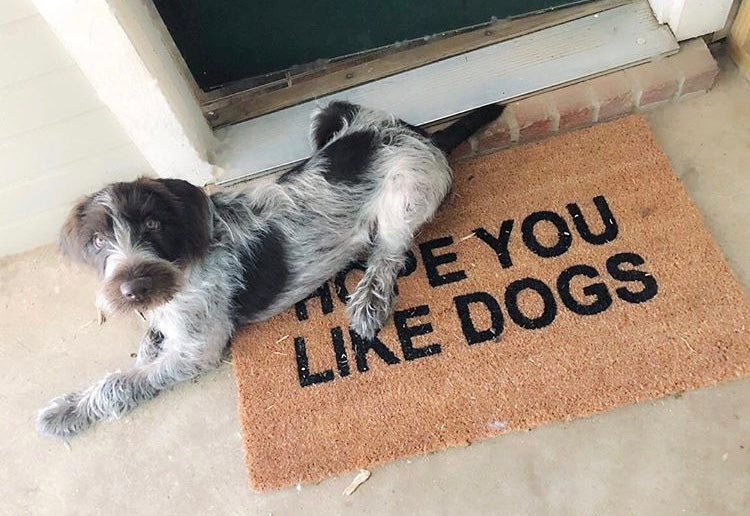 Hope You Like Dogs Doormat | Funny Dog Doormats | Nickel Designs